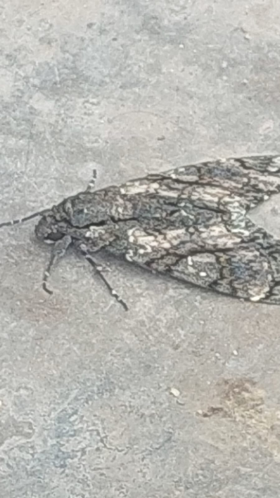 Mitos y leyendas de lo que significa cruzarse con una polilla gigante ...